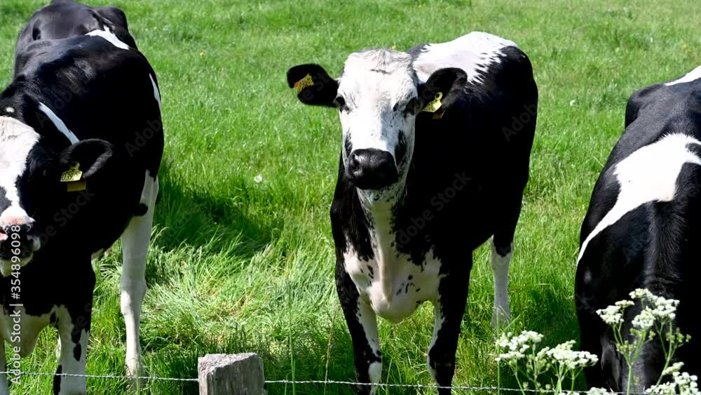 A big cow heifer calf with a white head and black ears and nose Stock ...
