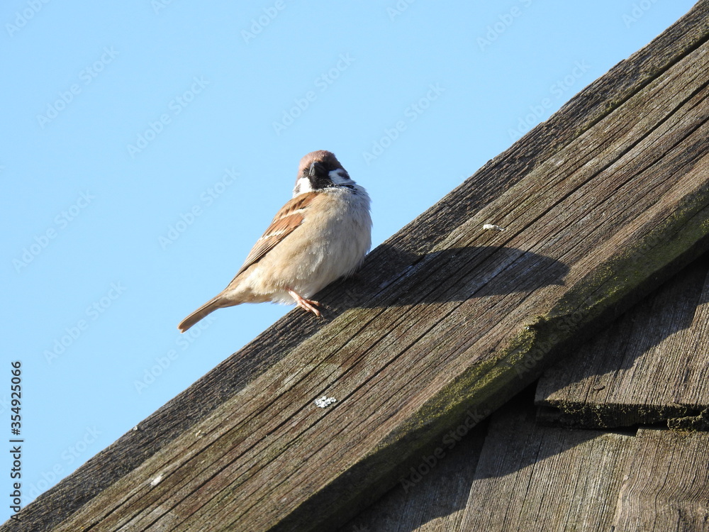 ptak wróbel mazurek zasiedlajacy obrzeza wsi kolo miasta lomża na ...