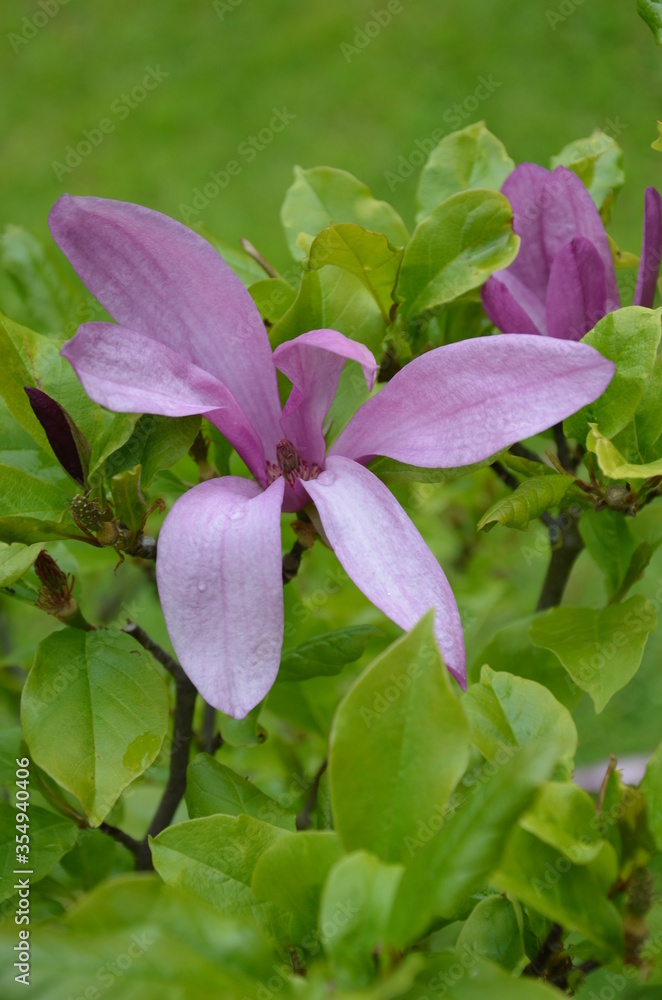 Foto de Magnolia ,kwiat, roz, charakter, fiolet, roślin, jardin, zieleń ...