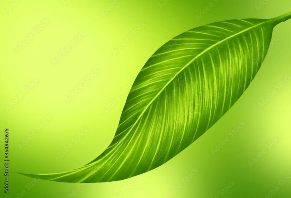 Korth Cottage Leaves Kratom leaf growing in nature are addictive and ...