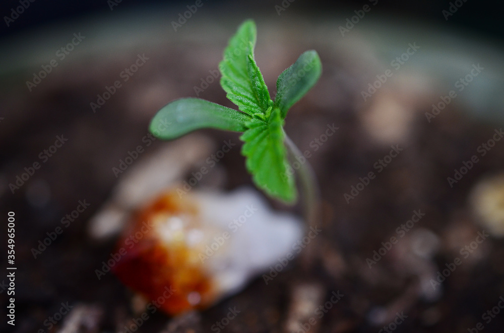 Macro photography of a cannabis seedling. Fresh medical marijuana ...