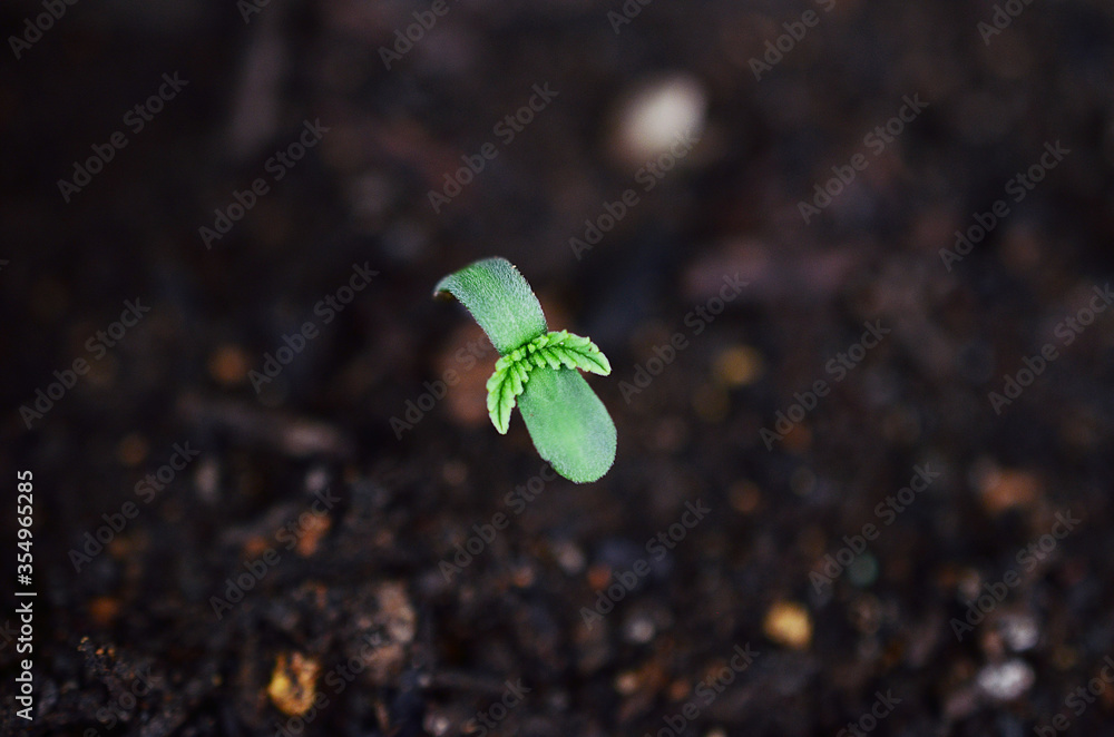 Macro photography of a cannabis seedling. Fresh medical marijuana ...