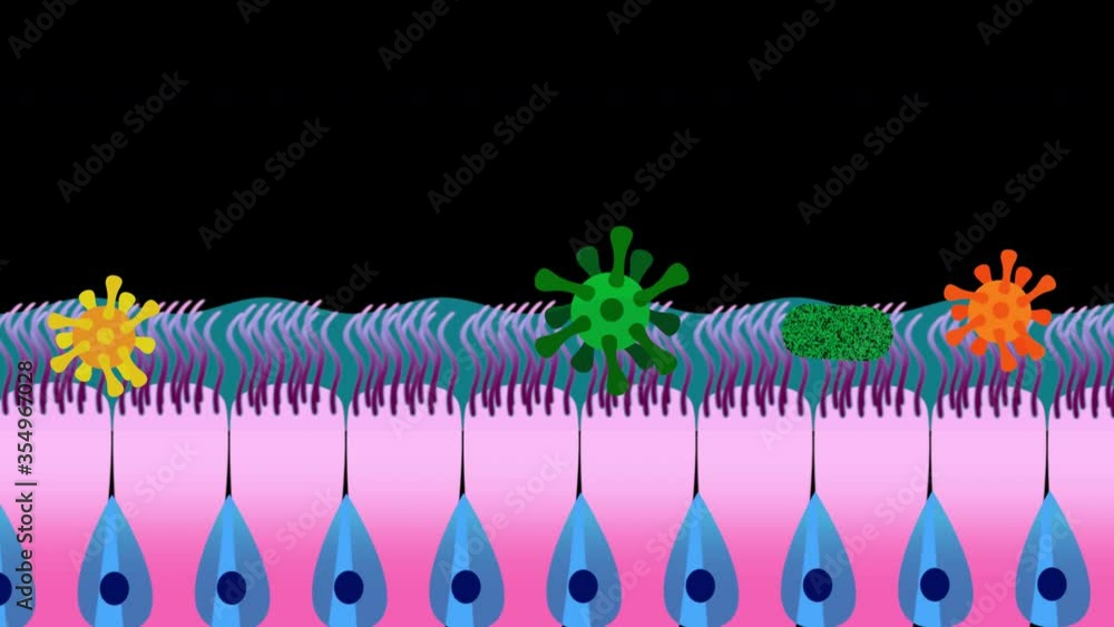 Stockvideo Mucociliary clearance of the mucous membrane of the ...
