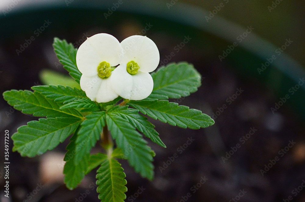 Miniature cannabis plant with small yellow flower. Small marijuana ...