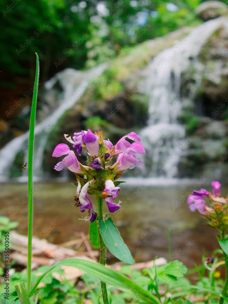 Orchidée sauvage devant une cascade en moyenne montagne ภาพถ่ายสต็อก ...