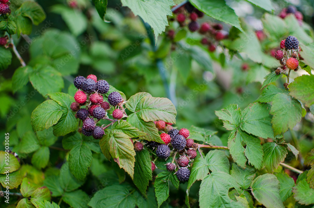 raspberry Shrub 1-2 m tall with annual vegetative shoots and woody ... raspberry Shrub 1-2 m tall with annual vegetative shoots and woody ...