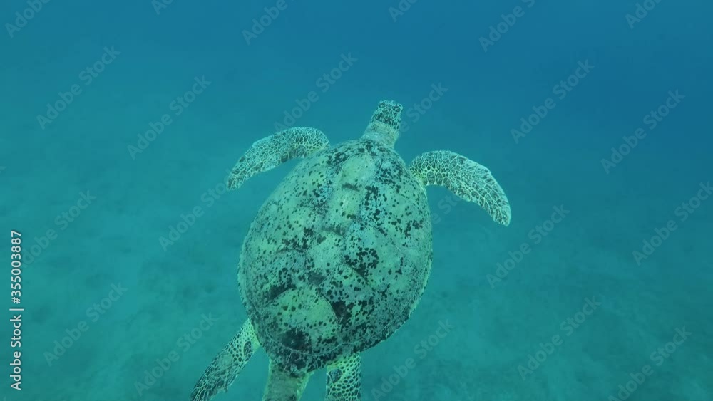 Slow motion, Big male Green Sea Turtle (Chelonia mydas) with two Remora ...
