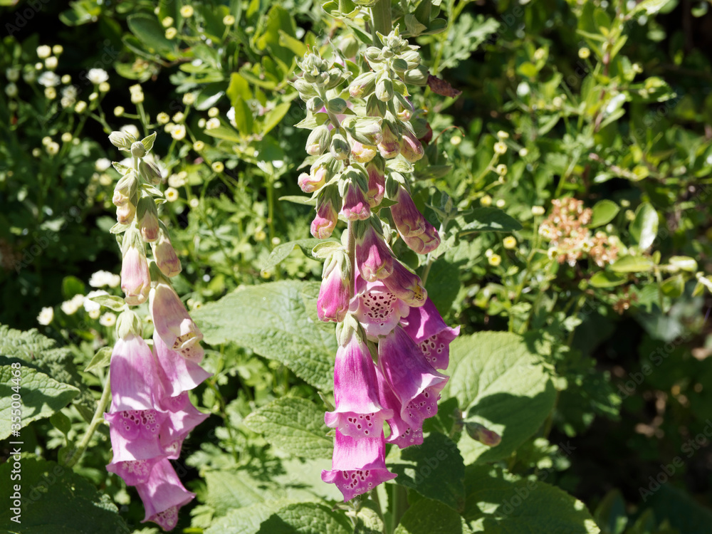 Digitalis purpurea. Foxglove or common foxglove with tubular, pendent ...