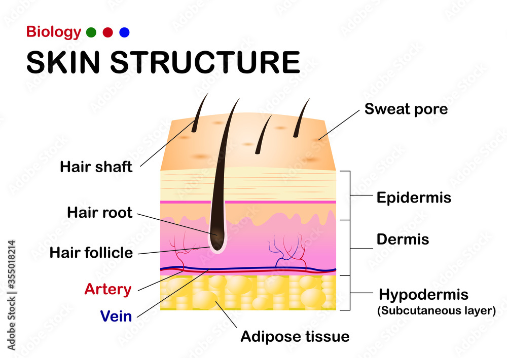 Dermatology diagram show human skin structure Stock Vector | Adobe Stock