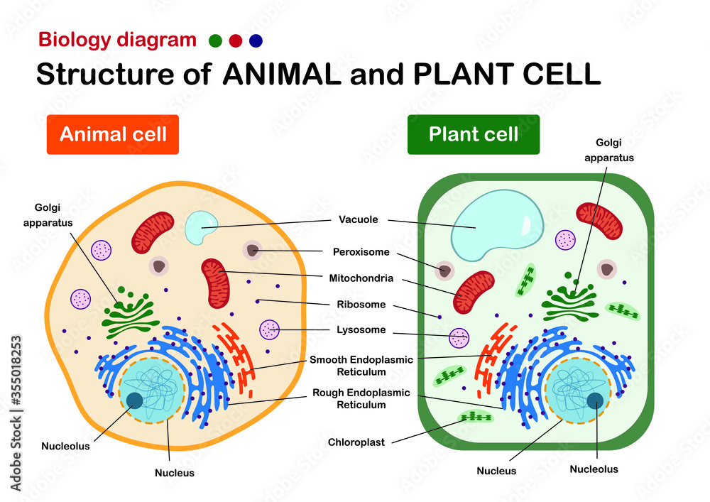Biology Diagram Show Structure Of Animal And Plant Cell Stock Vector biology-diagram-show-structure-of-animal-and-plant-cell-stock-vector