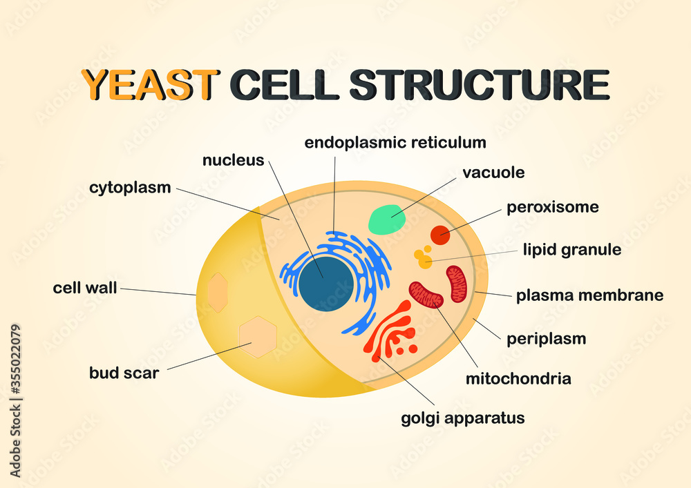 Biology diagram show yeast cell structure Stock Vector | Adobe Stock