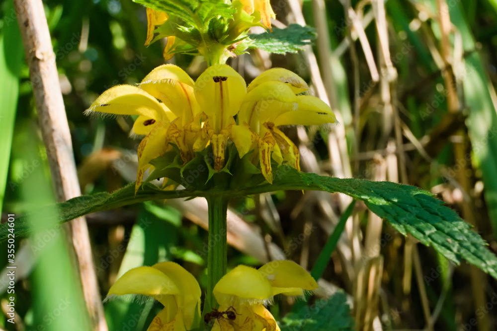 Wild yellow flower known under the names of yellow archangel, artillery ...