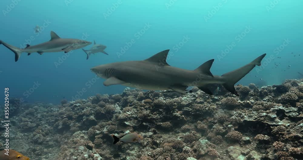 Group of lemon sharks from below near Tahiti in the Pacific Ocean ...
