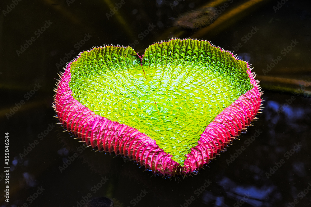 Heart Shaped Victoria Amazonica (Also Known as Vitória Régia), A ...