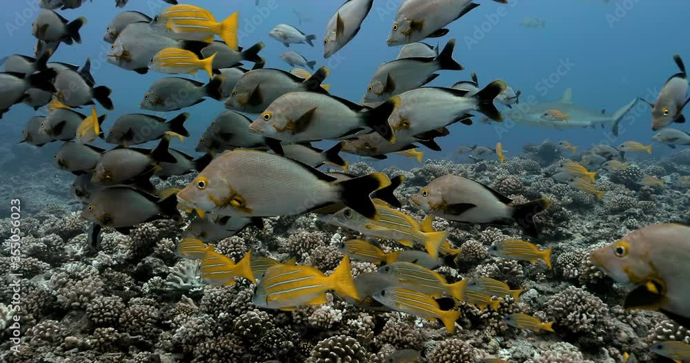 Vidéo Stock Fish near Tahiti in French Polynesia. Marine life with ...
