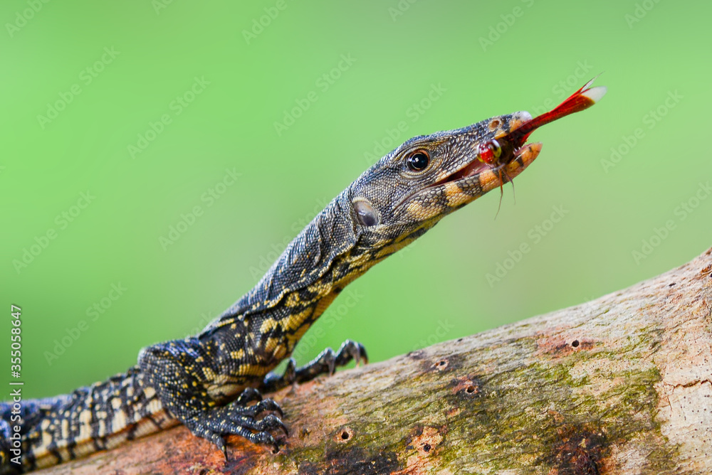 Water monitor lizards in tropical gardens Stock Photo | Adobe Stock