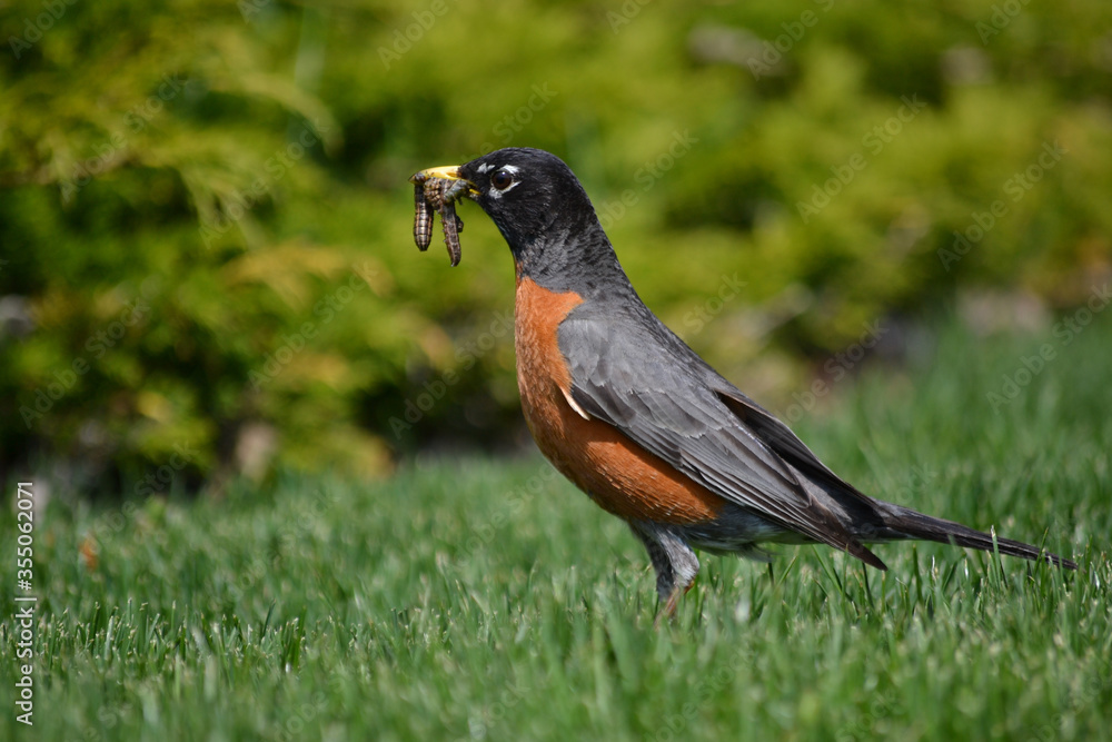 American Robin (Turdus migratorius) bird catching worms in the grass ...