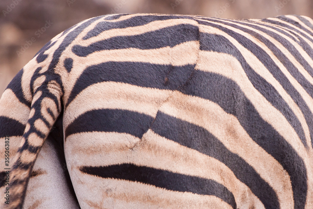 Scar on Zebra rump from a Lion attack Kruger Park South Africa Stock ...