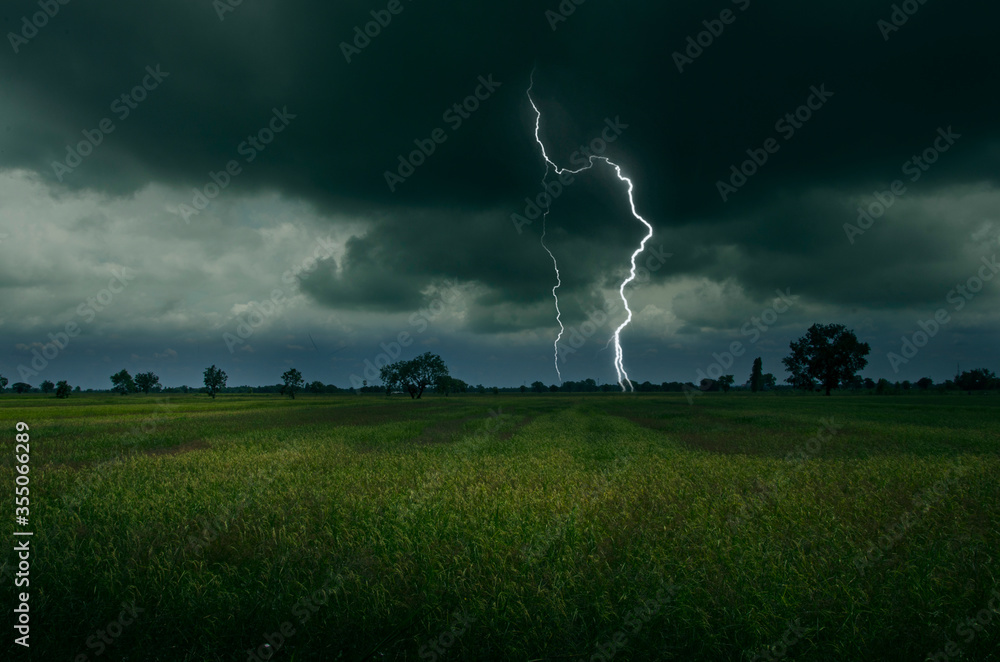 Strong lightning over harvesting rice field in monsoon season Stock ...