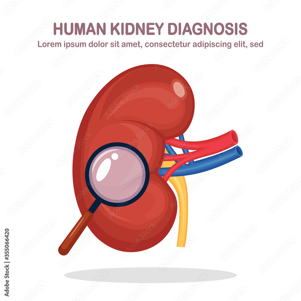 Kidney with magnifying glass. Diagnosis, exam of internal organ. Renal ...