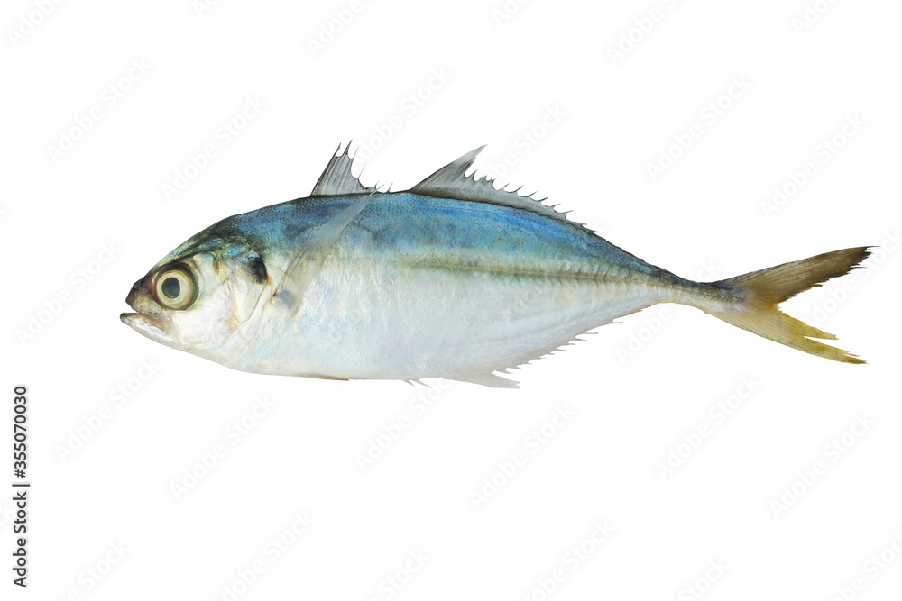 Decapterus fish isolated on white background with clipping path.. Stock ...