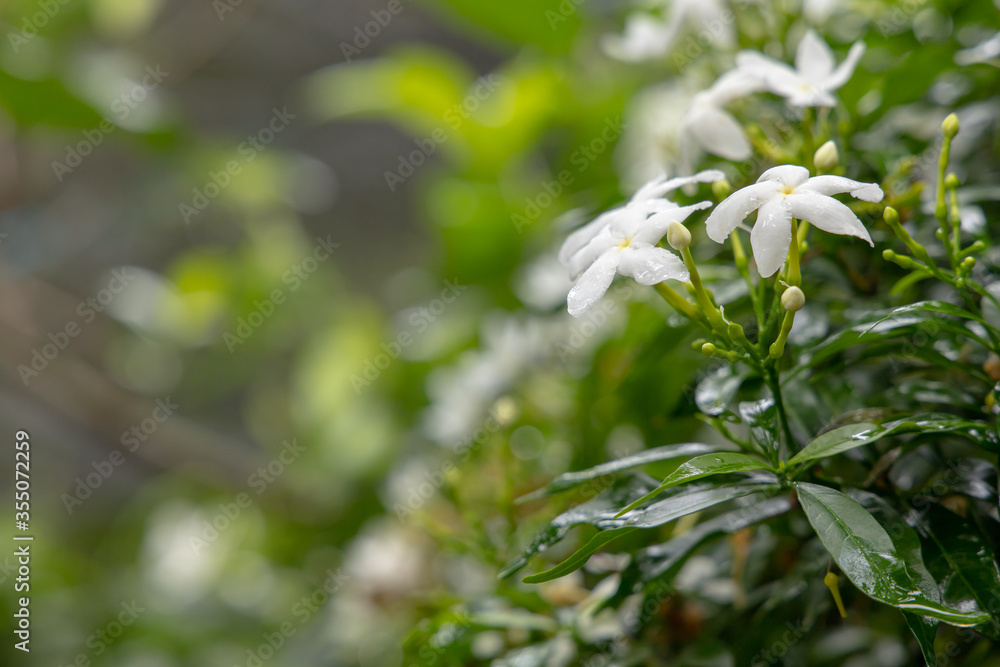 Beautiful gardenia flowers. Gardenia jasminoides blooming in a blurred ...