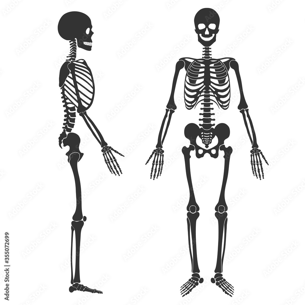 Human Skeleton Profile
