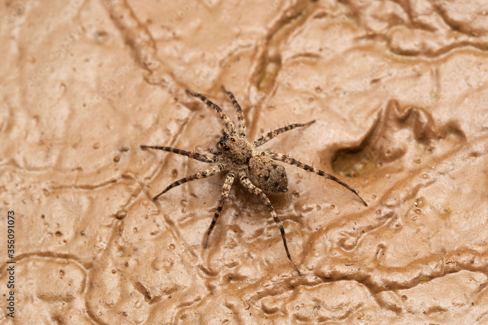 Dorsal of female of wolf spider, Pardosa pseudoannulata Lycosidae ...