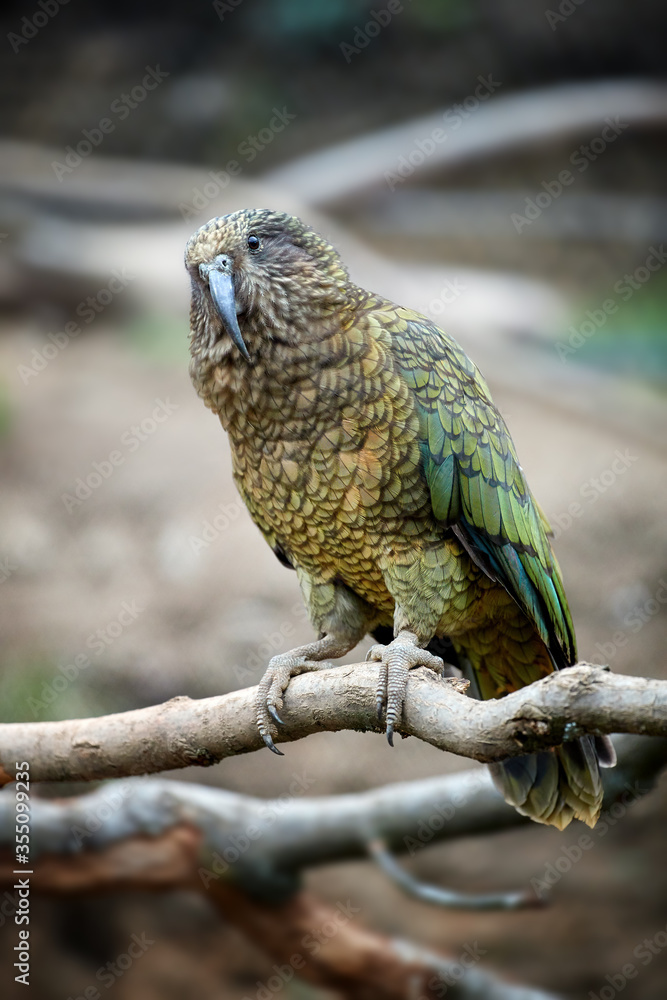 Protected mountain parrot, Kea, Nestor notabilis, endangered brown ...