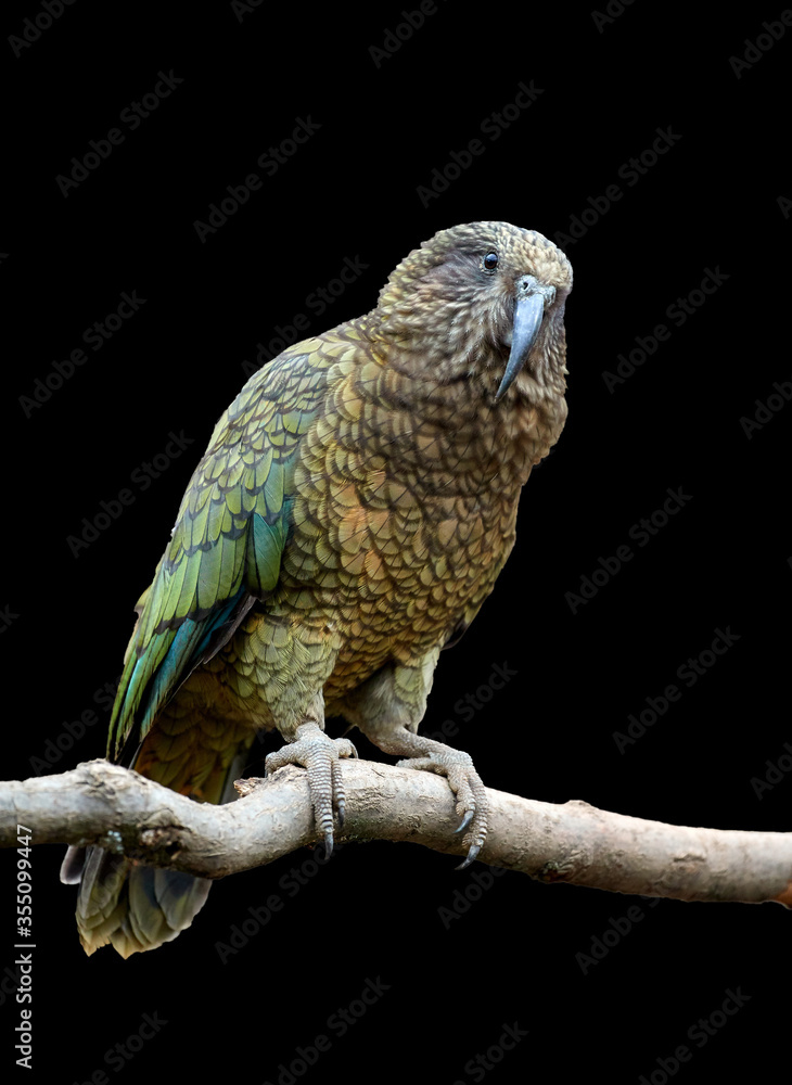 Isolated on black background, vertical portrait of alpine parrot, Kea ...
