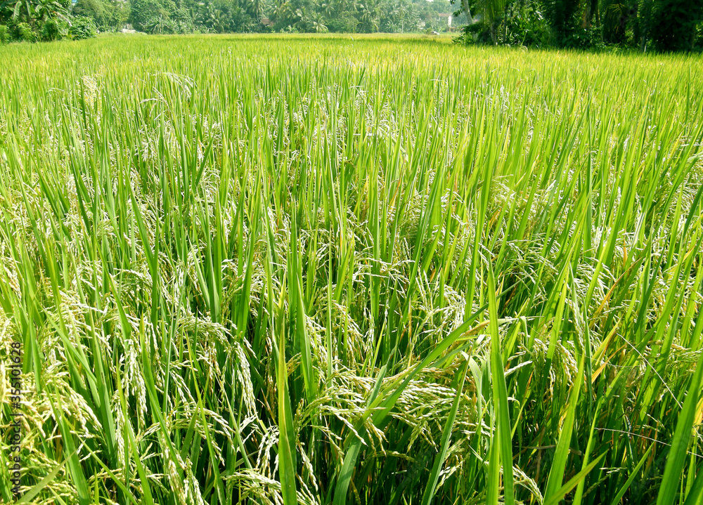 Rice paddy field with just before harvest.Paddy farm in Sri Lanka.Young ...