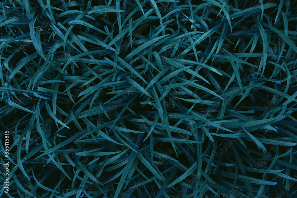 Plant backgrounds of leaves. Dark grass wallpaper. Dark green ...