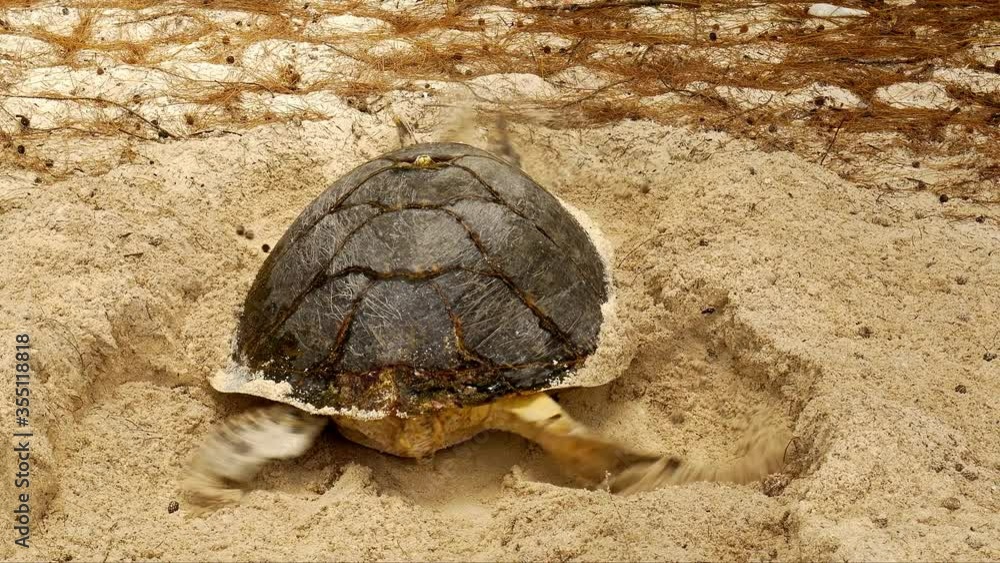 Hawksbill Turtle swimming in sand, building nest to lay eggs Stock ビデオ ...