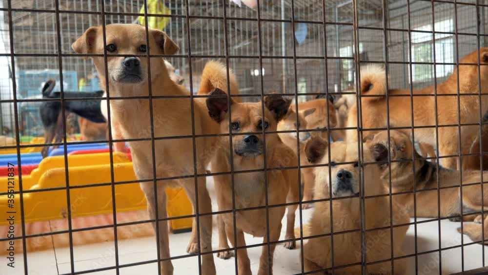 Unwanted and homeless dogs of different breeds in animal shelter ...