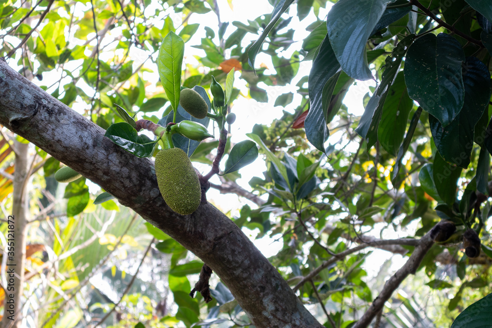 Durian tree with fruits. Can Tho, Mekong Delta, Vietnam, Southeast Asia ...
