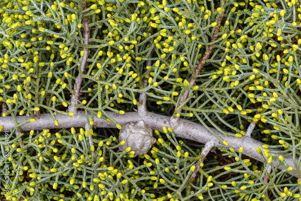 Cupressus arizonica. Detalle de una rama de Ciprés de Arizona, con sus ...