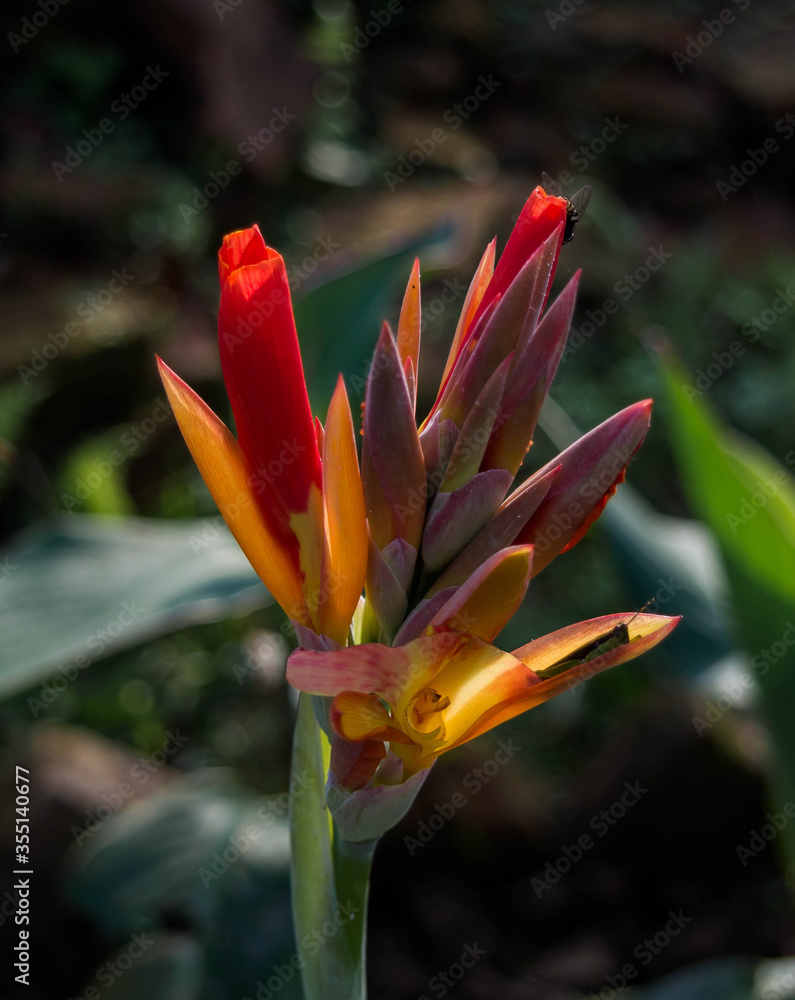 Lobster-claws, Heliconia flowers in the garden. Common names for the ...