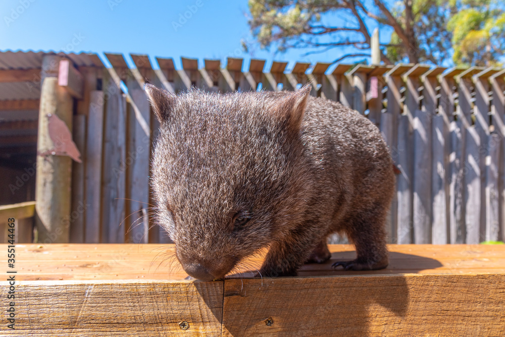 Bare nosed wombat in Trowunna sanctuary in Australia Stock Photo ...
