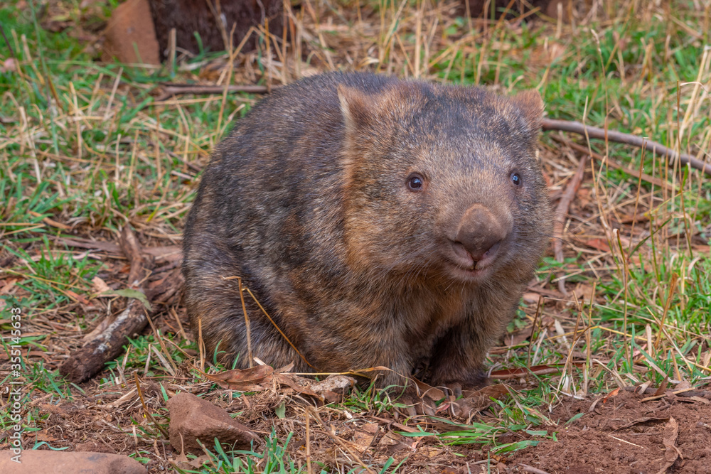 Bare nosed wombat in Trowunna sanctuary in Australia Stock Photo ...