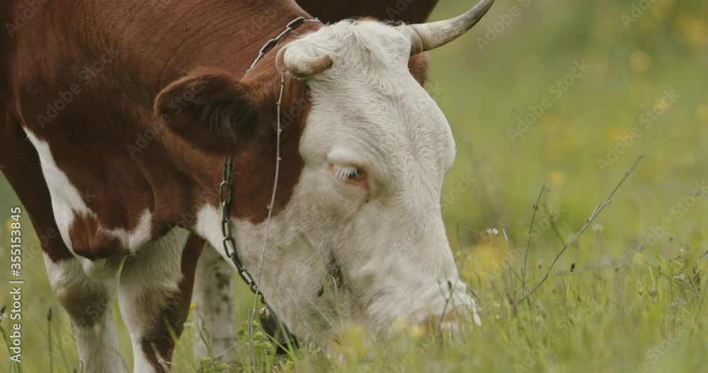 Video Stock Cow eating grass. Organic free range milk, from dairy cows ...