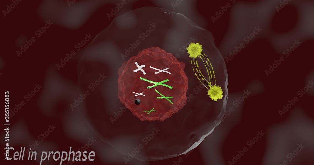 Cell in prophase Stock Illustration | Adobe Stock