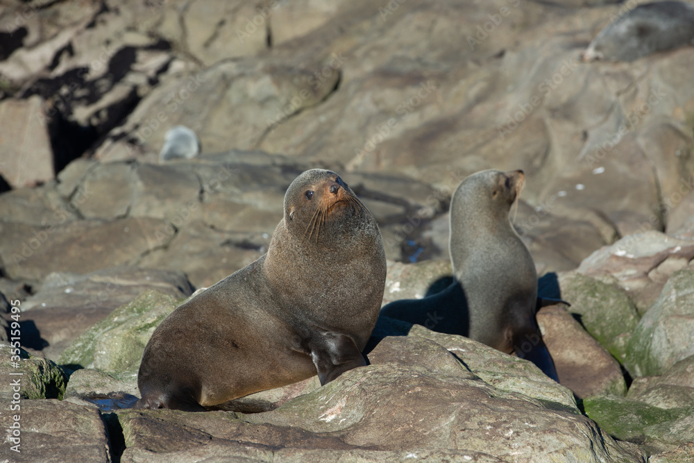 Foto de Seal. sea lion posing on a rock at Katiki Point Lighthouse ...