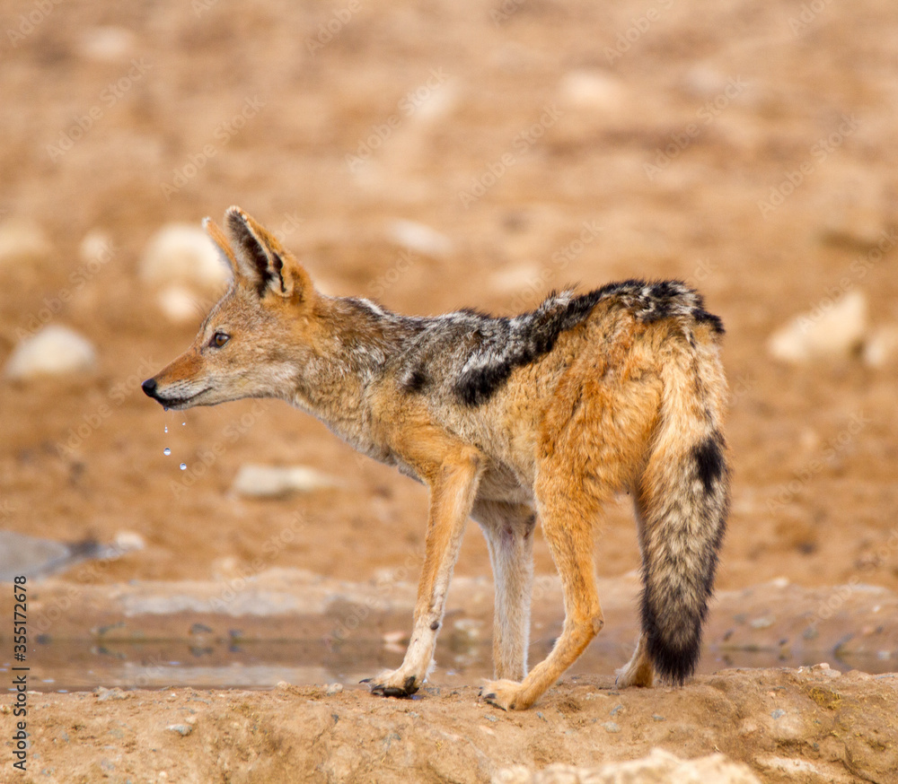 Black backed jackal, dribbling water while drinking at waterhole ...