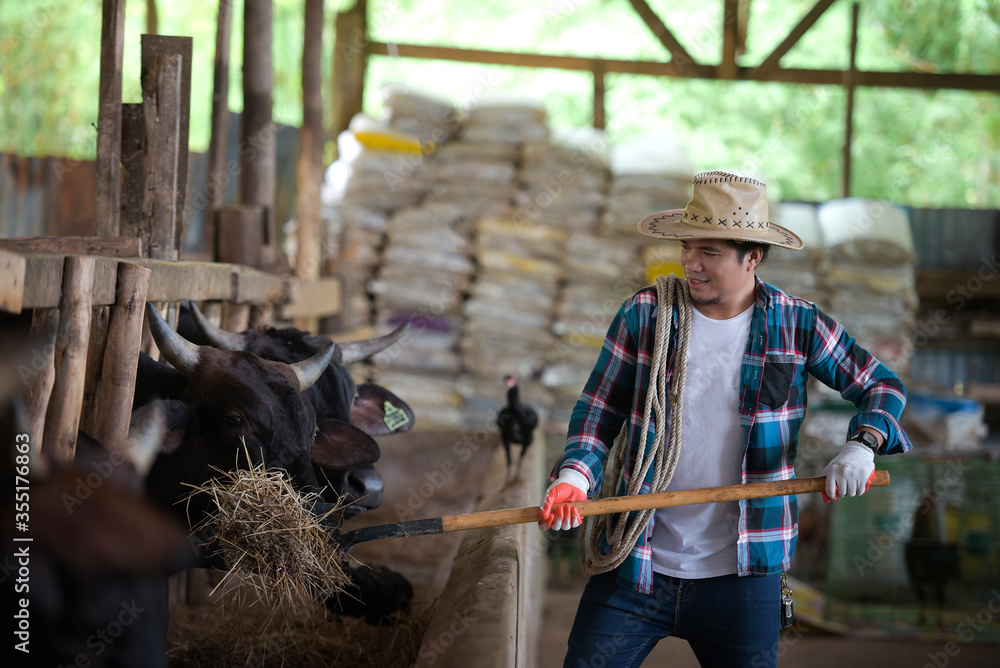 Asian people wear smiles in cow cows. Farmers tend to feed ideas ...