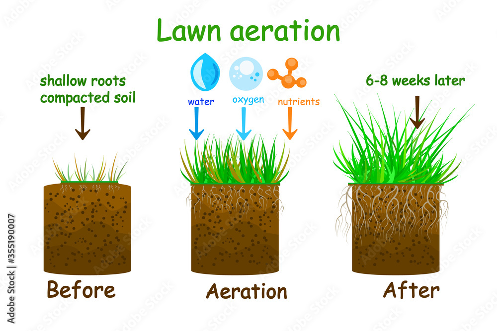 Lawn aeration stage illustration. Before and after aeration. Gardening ...