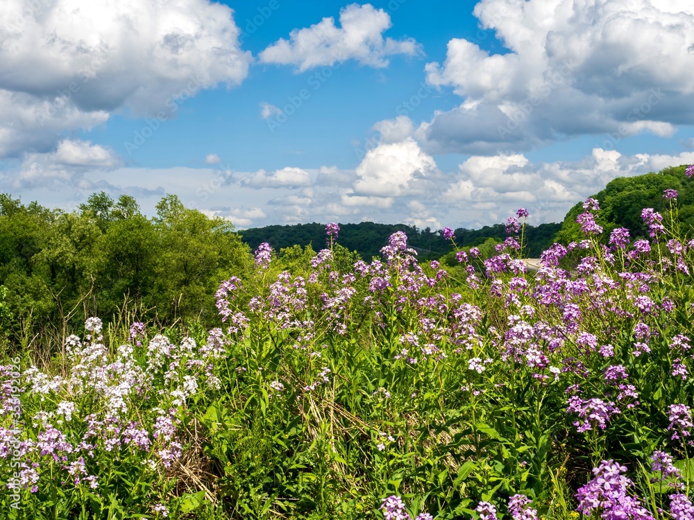 Field of purple wildflowers in Southwest Pennsylvania with a bright ...