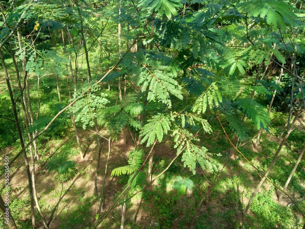 Albizia chinensis (silk tree, Chinese albizia, kool, khang hung, kang ...