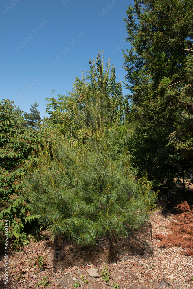 Green Foliage of an Evergreen Coniferous Armand or Chinese White Pine ...