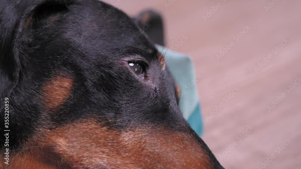 Close up muzzle of black and tan dachshund lying on its side and ...