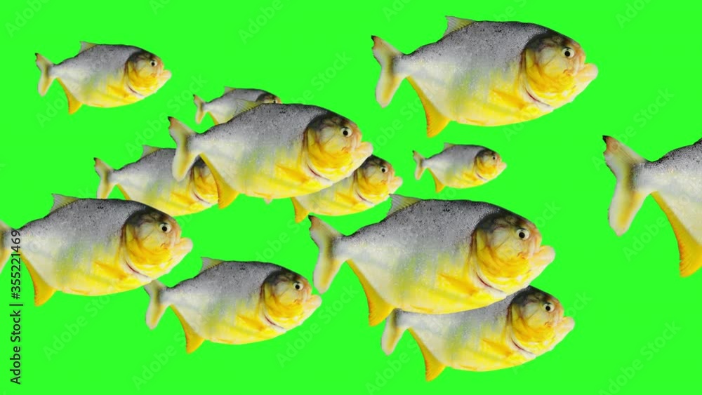 Shoal of fish swimming, crossing across the screen from left to the ...
